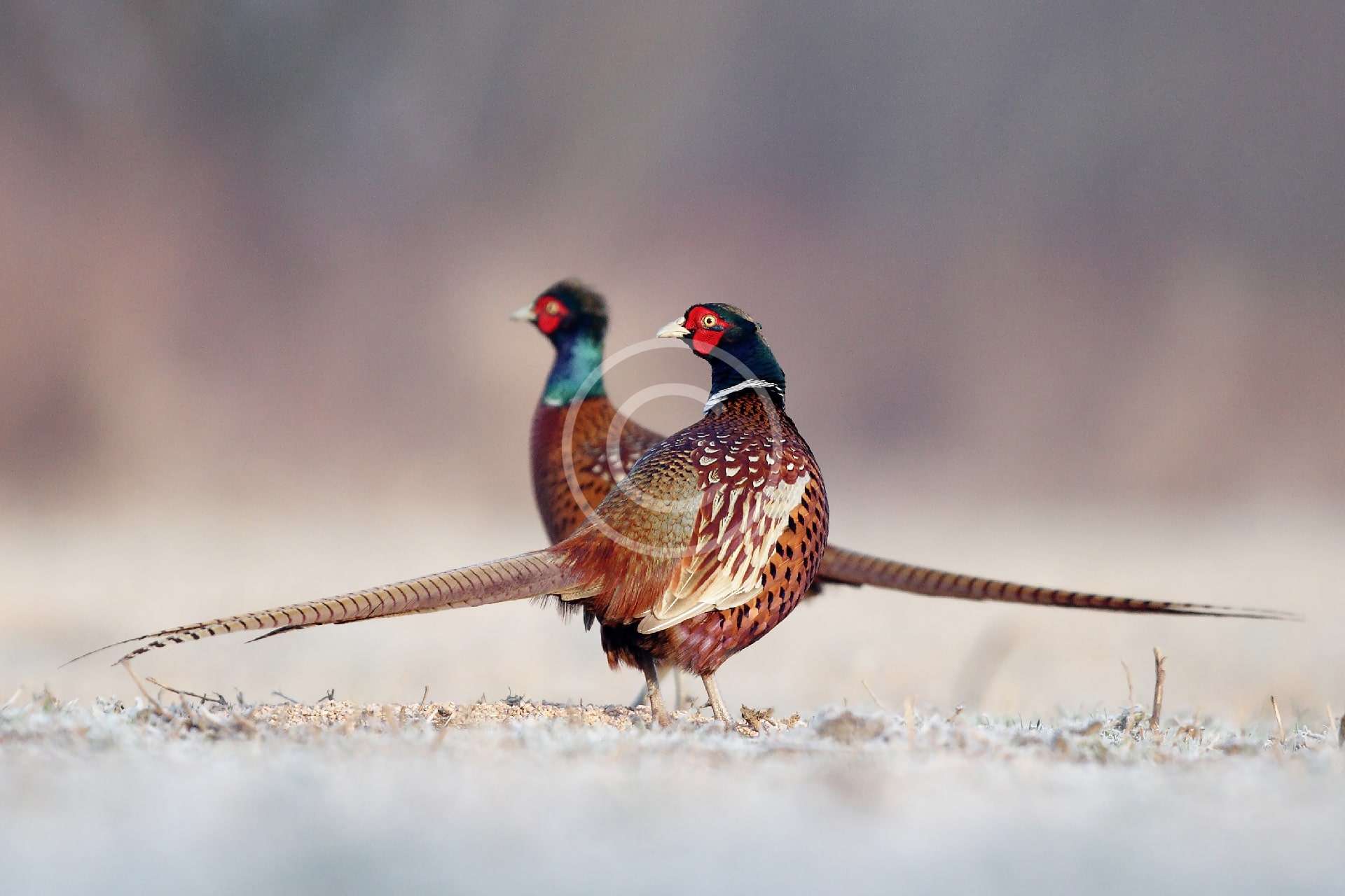 Pheasant – IronClad Training