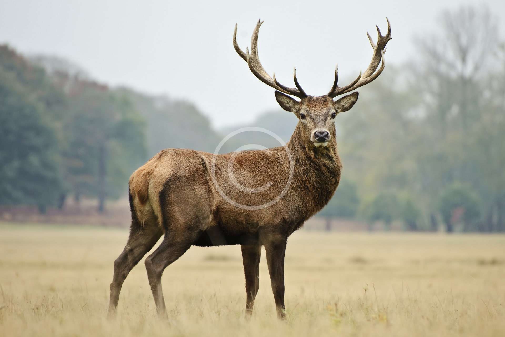 Deer – IronClad Training