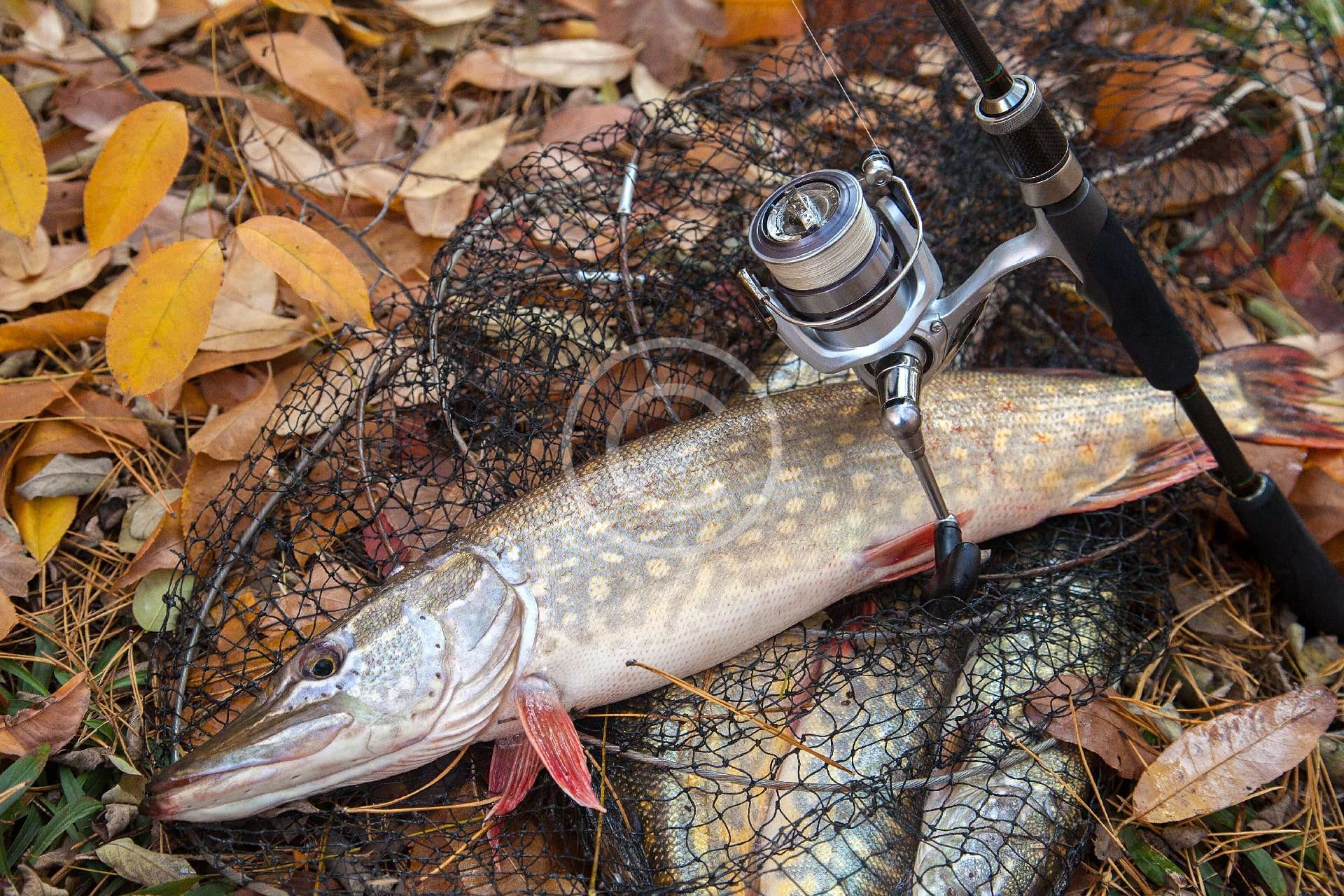 Fly fishing basics & techniques for beginners – Iron Clad Training